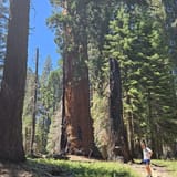 Muir Grove Trail, California - 350 Reviews, Map | AllTrails