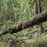 Chaminade Nature Trail, California - 389 Reviews, Map | AllTrails