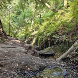 Chaminade Nature Trail, California - 474 Reviews, Map | AllTrails