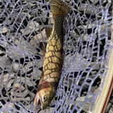 Venable-Comanche Trail, Colorado - 423 Reviews, Map | AllTrails