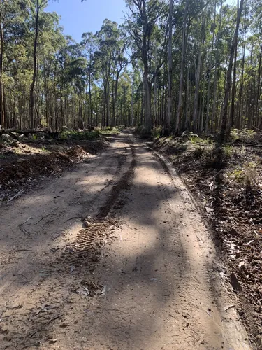 Best Camping Trails in Wombat State Forest | AllTrails