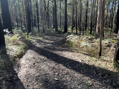 Best Camping Trails in Wombat State Forest | AllTrails