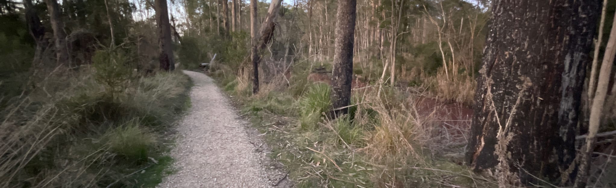 Cann River Bushland Walk: 10 foto's - Victoria, Australië | Wandelen ...