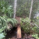 Graham Swamp Trail, Florida - 358 Reviews, Map | AllTrails