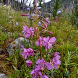 Sundance Pass via Lake Fork Trail, Montana - 79 Reviews, Map | AllTrails