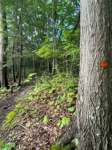 Best Hikes and Trails in Ferncliff Forest | AllTrails