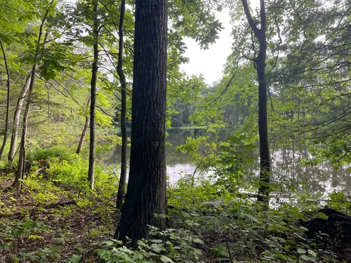 Best Hikes and Trails in Ferncliff Forest | AllTrails