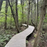 Atlantic White Cedar Swamp Trail, Massachusetts - 840 Reviews, Map ...