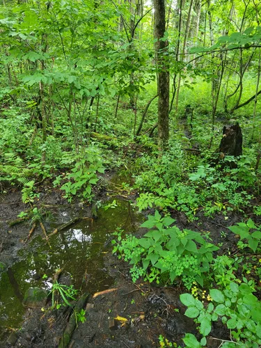 Best Hikes and Trails in Joseph A. Blake Wildlife Sanctuary | AllTrails