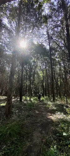 Best Hikes and Trails in Great Trinity Forest | AllTrails