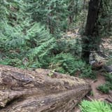Murhut Falls Trail, Washington - 852 Reviews, Map | AllTrails
