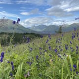 Resurrection Pass Trail, Alaska - 250 Reviews, Map | AllTrails