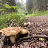 Resurrection Pass Trail, Alaska - 213 Reviews, Map | AllTrails