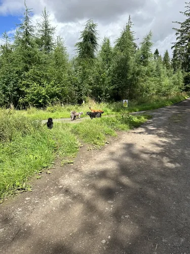 10 Best Trails, Walks, and Paths in Kelso | AllTrails