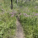 North Fork Big Thompson River Trail Via Dunraven Trailhead, Colorado ...