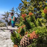 Bonanza Peak via Spring Mountain Divide Trail, Nevada - 312 Reviews ...
