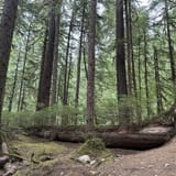 Ancient Groves Nature Trail, Washington - 592 Reviews, Map | AllTrails