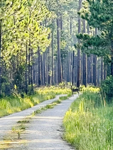 Best Mountain Biking Trails in Cary State Forest | AllTrails