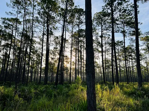 Best Mountain Biking Trails in Cary State Forest | AllTrails