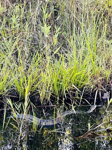 Best Hikes and Trails in Cary State Forest | AllTrails