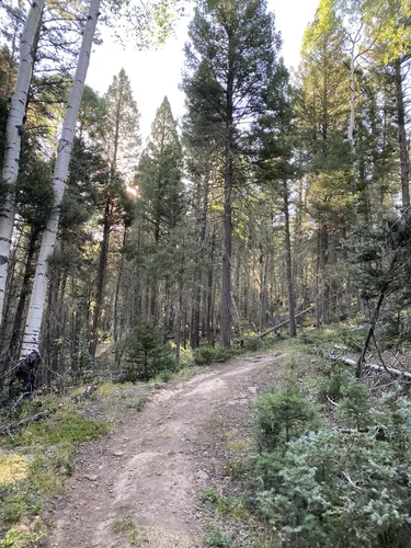 2023 Best 10 Kid Friendly Trails in Carson National Forest | AllTrails