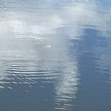 Graham Swamp Trail, Florida - 358 Reviews, Map | AllTrails