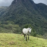 Cocora Valley Loop, Quindío, Colombia - 201 Reviews, Map | AllTrails