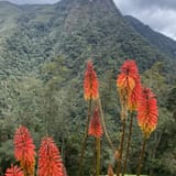 Cocora Valley Loop, Quindío, Colombia - 201 Reviews, Map | AllTrails