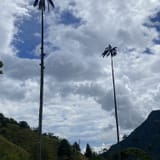 Cocora Valley Loop, Quindío, Colombia - 201 Reviews, Map | AllTrails