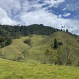 Cocora Valley Loop, Quindío, Colombia - 201 Reviews, Map | AllTrails