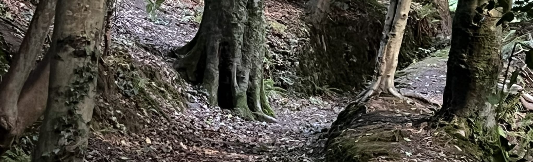 Ballybrack Woods: 18 foto's - County Cork, Ierland | Wandelen - AllTrails