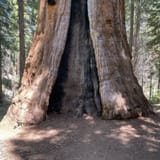 Boole Tree Loop, California - 170 Reviews, Map | AllTrails