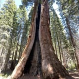 Boole Tree Loop, California - 170 Reviews, Map | AllTrails