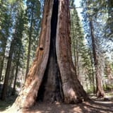 Boole Tree Loop, California - 170 Reviews, Map | AllTrails