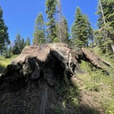 Boole Tree Loop, California - 170 Reviews, Map | AllTrails