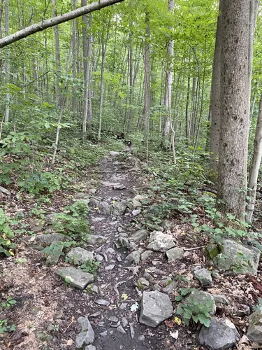 2023 Best Long Trails in Mill Run | AllTrails