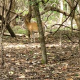 Pfeifer Loop, Arkansas - 107 Reviews, Map | AllTrails