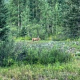 The Copper Creek Trail to Copper Lake, Colorado - 558 Reviews, Map ...