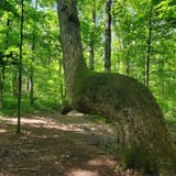 Hickory Ridge Outer Trail, Tennessee - 385 Reviews, Map | AllTrails