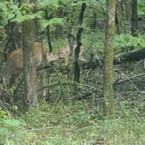 Hickory Ridge Outer Trail, Tennessee - 385 Reviews, Map | AllTrails