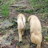 Hickory Ridge Outer Trail, Tennessee - 385 Reviews, Map | AllTrails