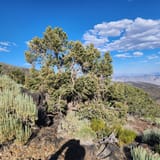 Sierra Viewpoint Trail, California - 57 Reviews, Map | AllTrails