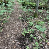 Angleworm Lake Trail, Minnesota - 108 Reviews, Map | AllTrails