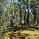 Angleworm Lake Trail, Minnesota - 108 Reviews, Map | AllTrails