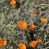 Point Buchon Trail, California - 578 Reviews, Map | AllTrails