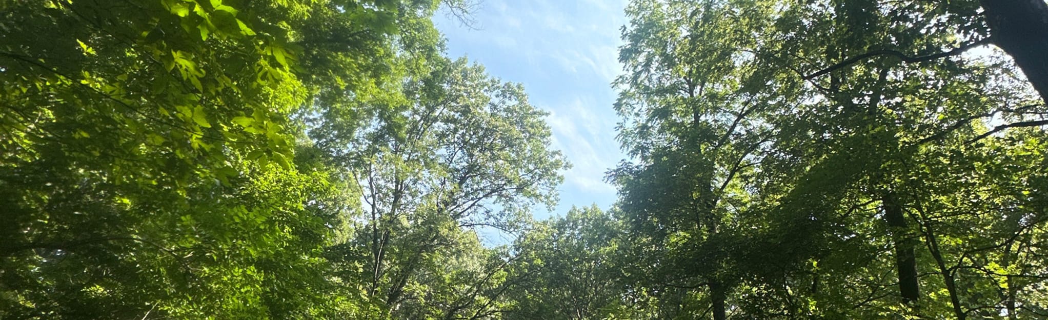 Palos Trail System: Black Trail: 644 foto - Illinois | AllTrails