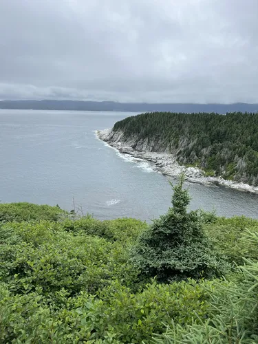 Best Forest Trails in Englee | AllTrails