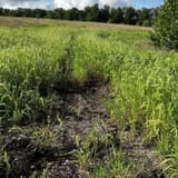 Deer Ridge Park 4K Loop, Missouri - 121 Reviews, Map | AllTrails