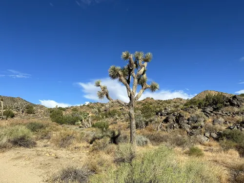 10 Best Trails and Hikes in Yucca Valley | AllTrails