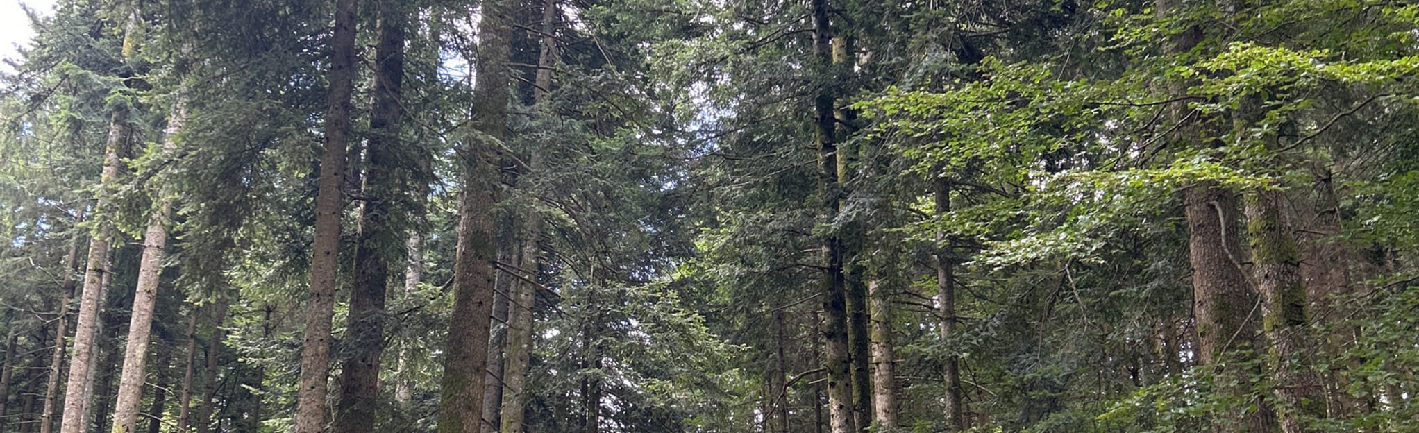 Sacred Forests Trail, Segment 4: Città di Forli Refuge - Camaldoli ...